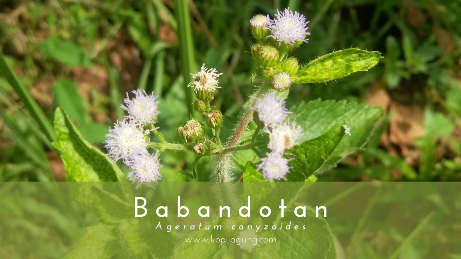 10 Jenis Gulma Berbunga Indah dan Berkhasiat Obat | kopijagung.com