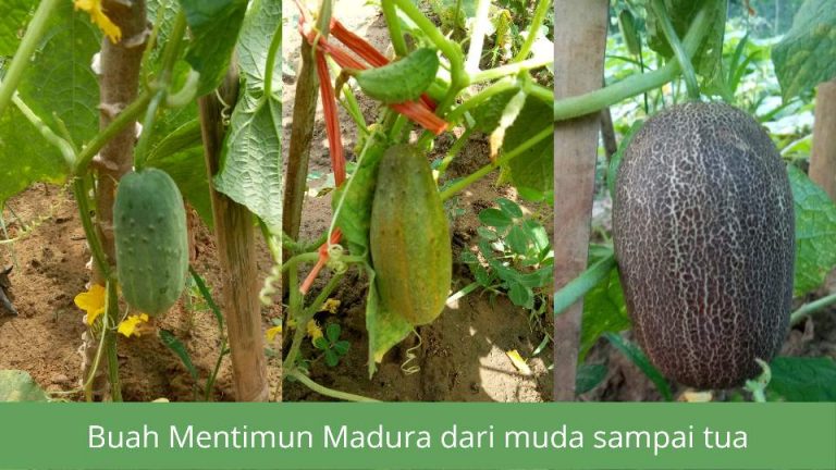 Tanaman Mentimun Madura (Mentimun Wuku), Buahnya Unik dan Khas