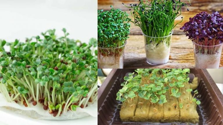 Cara Menanam Microgreen di Rumah, Sayur Super Mini yang Kaya Gizi