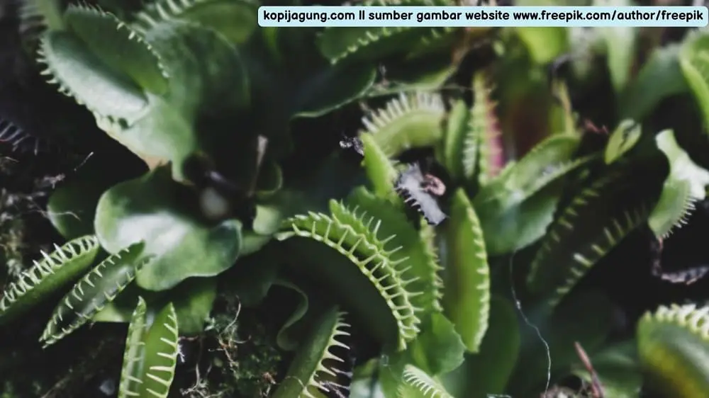 √ 10 Fakta Unik Venus Flytrap yang Harus Kalian Tahu